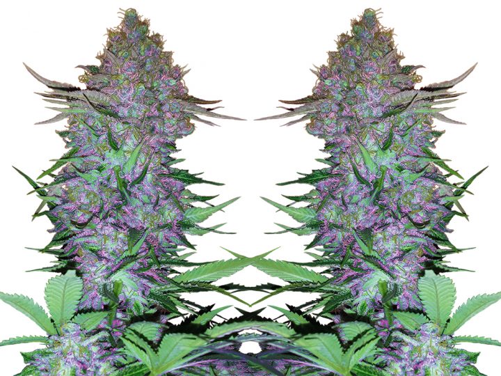 10 heerlijke paarse wietsoorten voor je volgende kweekavontuur - CNNBS.nl
