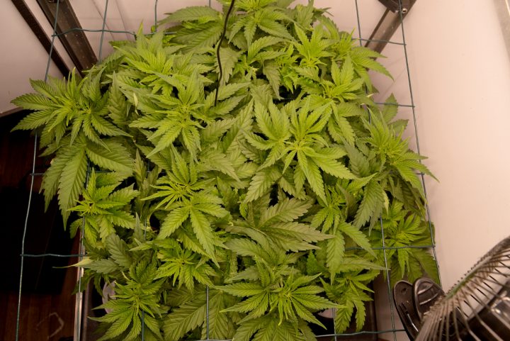 Kweek meer dan genoeg wiet met minder dan 5 planten - CNNBS.nl