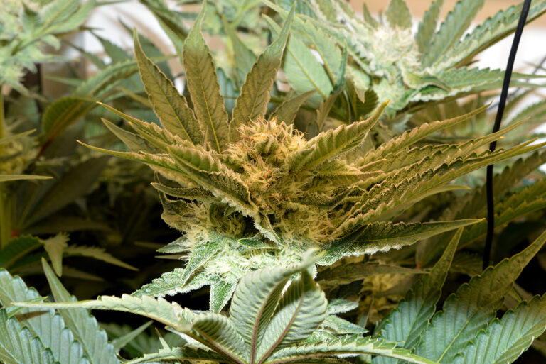Runtz x Layer Cake: Dokter Groen focust op trichomen - CNNBS.nl