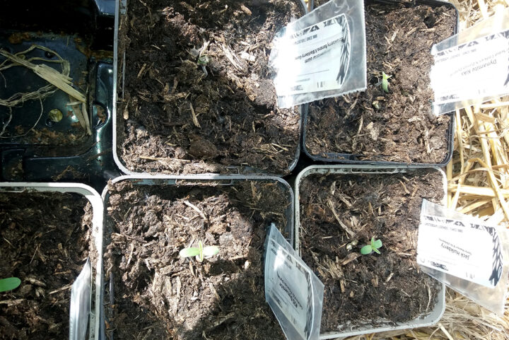 Buitenwiet zaailingen genieten sóms al van de zon - CNNBS.nl