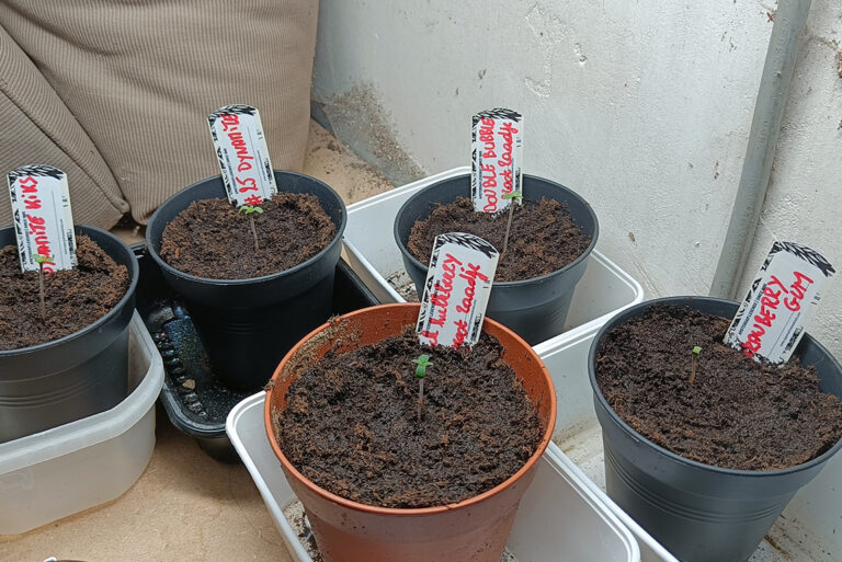 Buitenwiet zaailingen genieten sóms al van de zon - CNNBS.nl