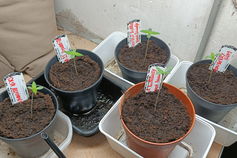 Buitenwiet zaailingen genieten sóms al van de zon - CNNBS.nl