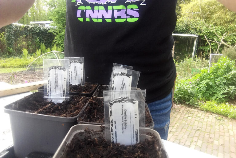 Buitenwiet zaailingen genieten sóms al van de zon - CNNBS.nl