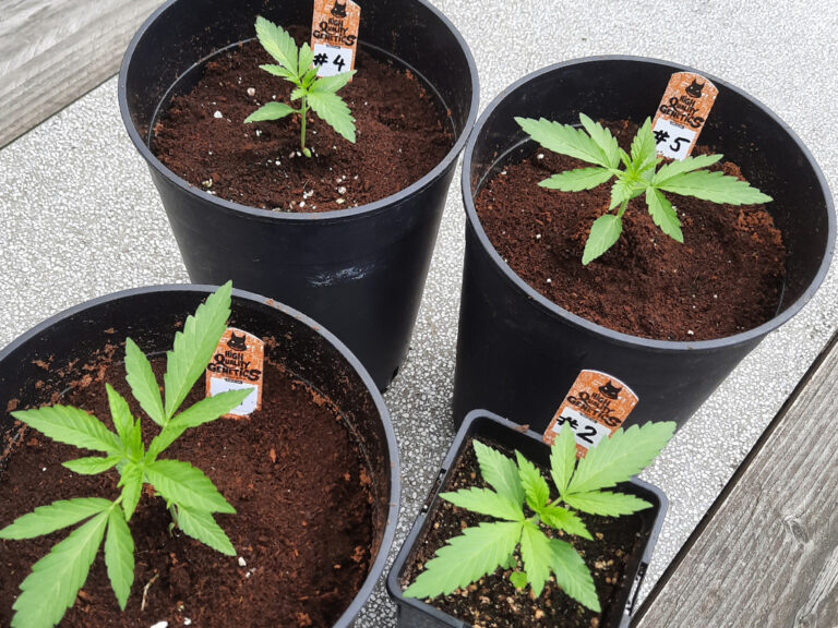 Gweedo’s SeedStockers special outdoor update - CNNBS.nl