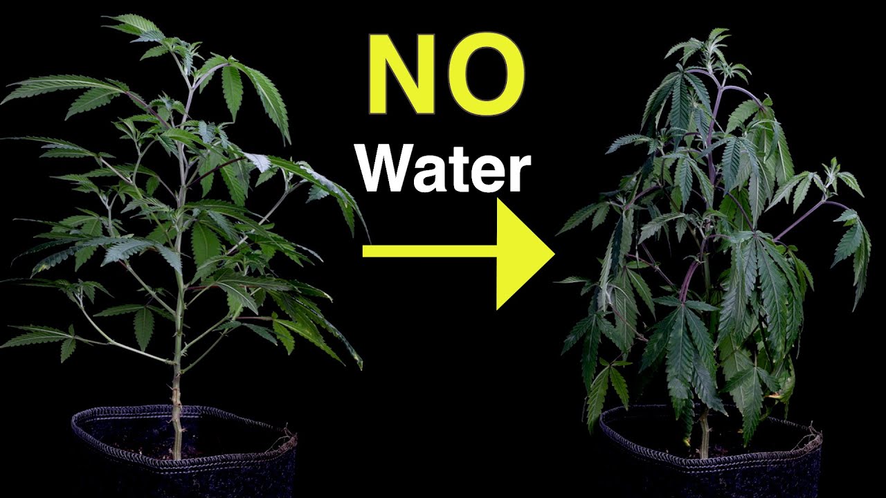 Kijk hoe een wietplant langzaam... vergaat! - CNNBS.nl