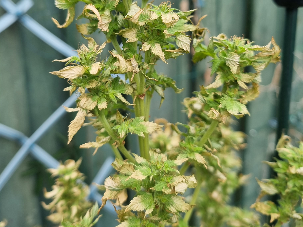 Help, wat gebeurt er met mijn wietplant? - CNNBS.nl