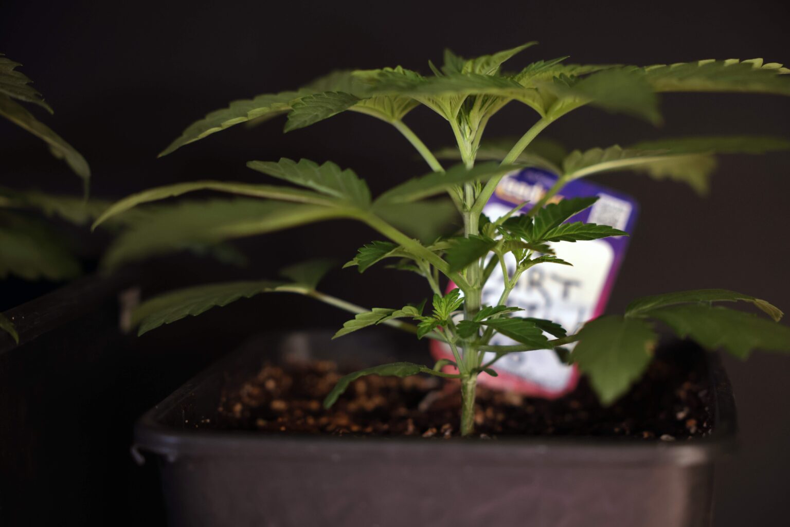 Ondersteboven van de nieuwe wietsoort Tarte Tatin - CNNBS.nl