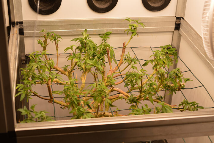 Runtz x Layer Cake groeit weer(!) en wordt bijgeknipt - CNNBS.nl