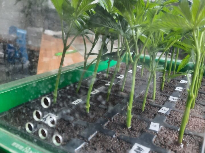 Gweedo's neventaken in en om de tuin deze zomer - CNNBS.nl