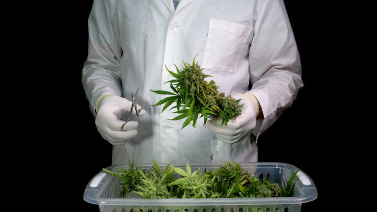 Wanneer moet ik mijn wiet oogsten? - CNNBS.nl