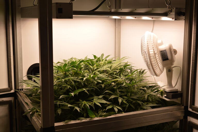 6 tekens van een gelukkige wietplant (+ tips voor ongelukkige ...