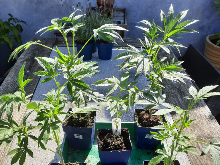 Gweedo's eerste oogst & nieuwe strains deze zomer - CNNBS.nl