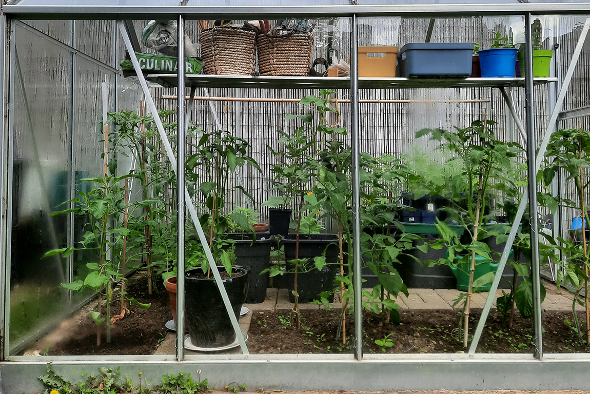 Gweedo's eerste oogst & nieuwe strains deze zomer - CNNBS.nl