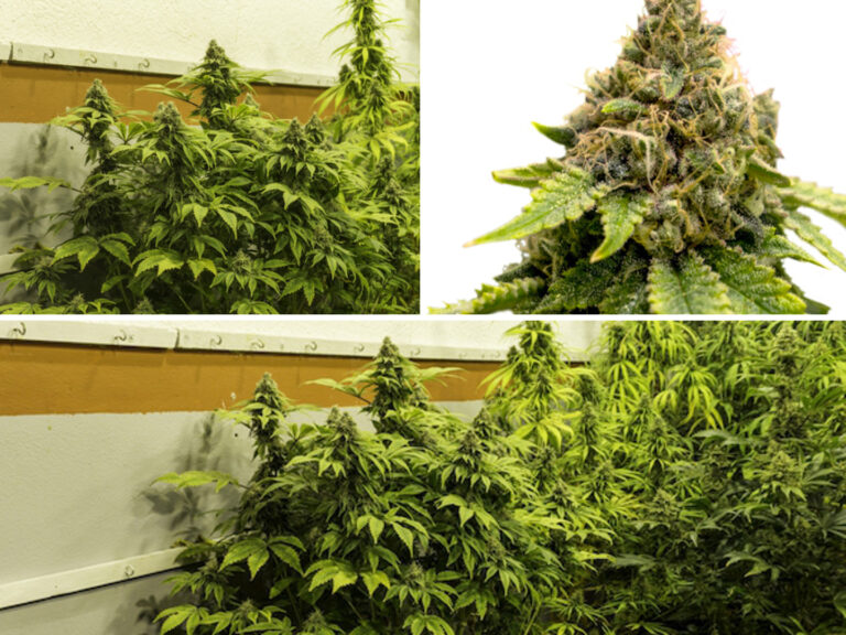 Kweek je 'dankste' wiet met Karel's Dank (a.k.a. K-Dank) - CNNBS.nl