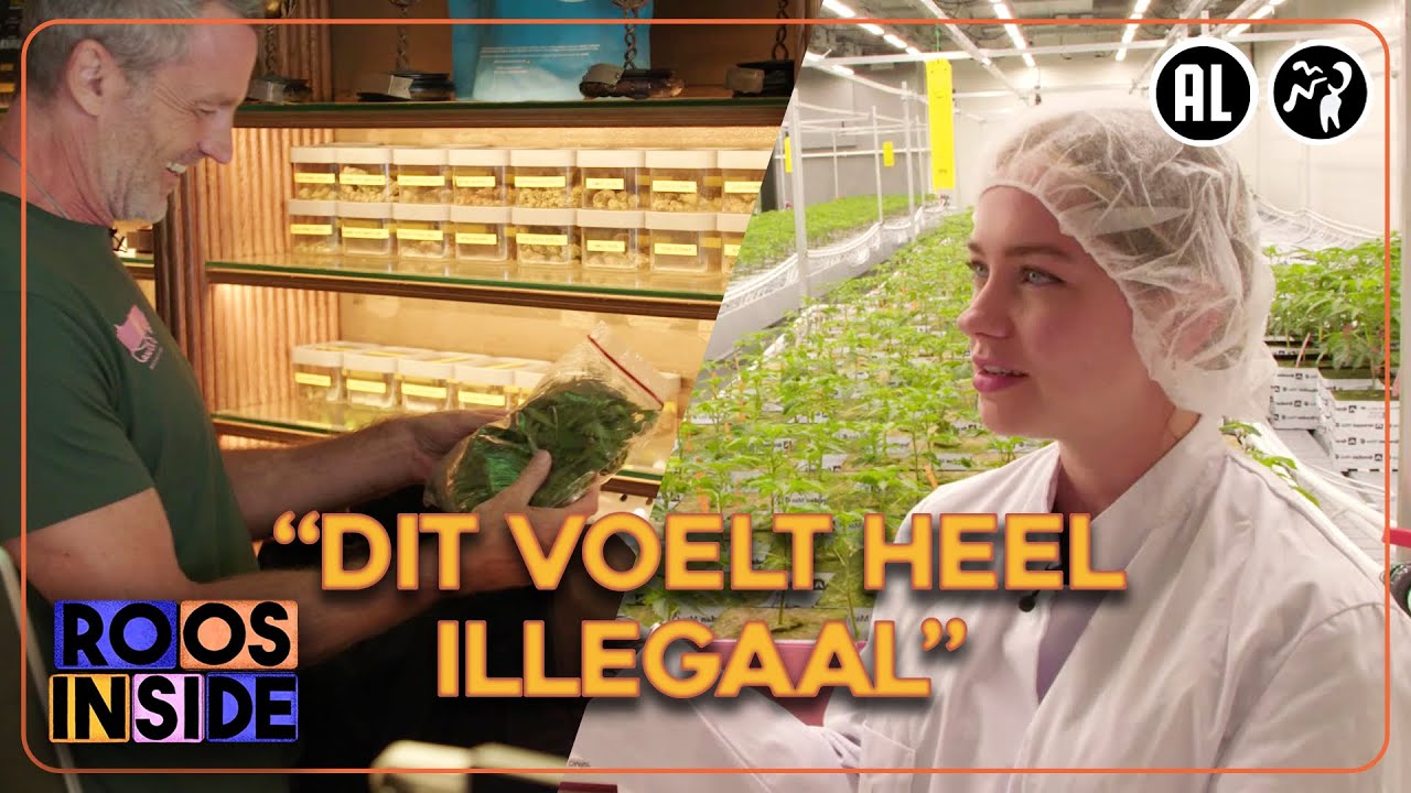 Spuiten & Slikken in coffeeshop Green House en wietkwekerij FYTA - CNNBS.nl