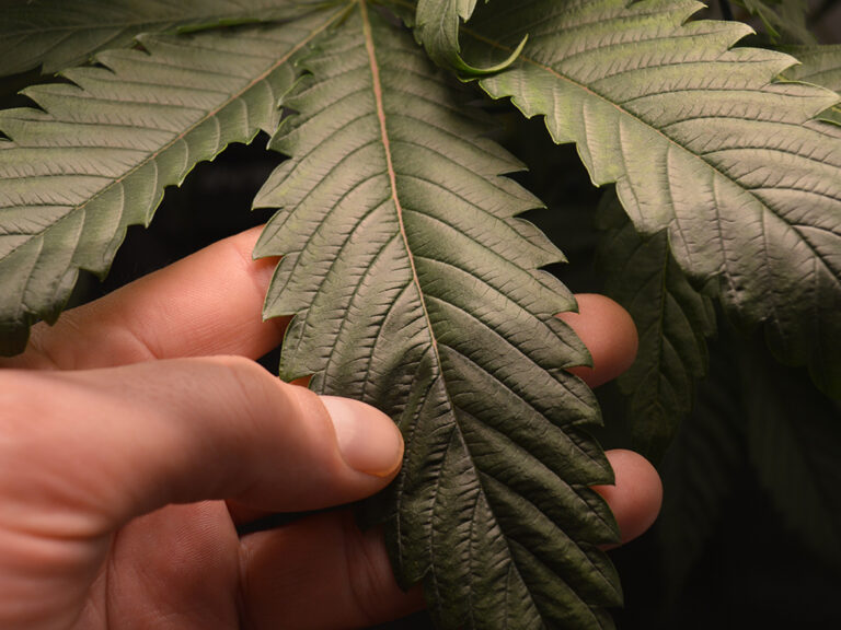 6 tekens van een gelukkige wietplant (+ tips voor ongelukkige ...