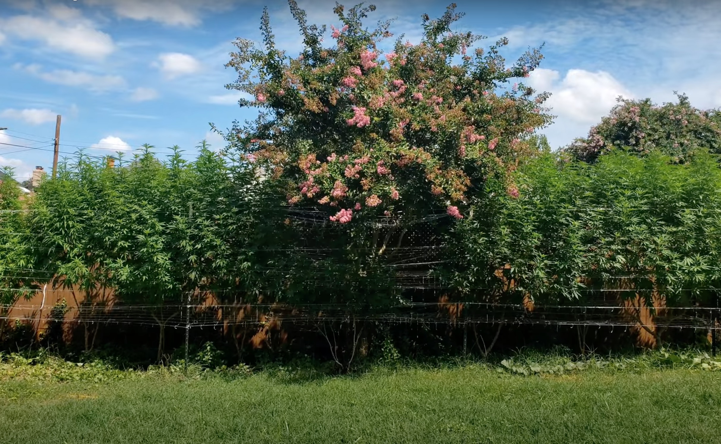 Video > 11 tips om gigantische (buiten)wietplanten te kweken - CNNBS.nl