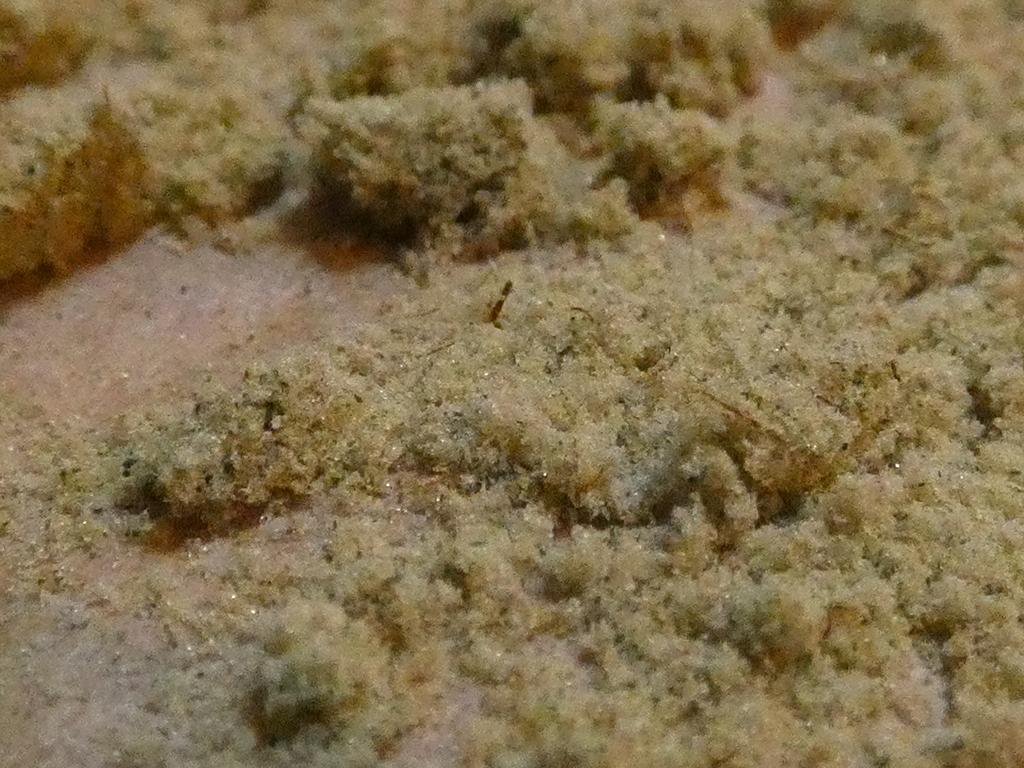 Gefjon legt uit: zo maak je dry sift & je eigen XXL pollen shaker ...