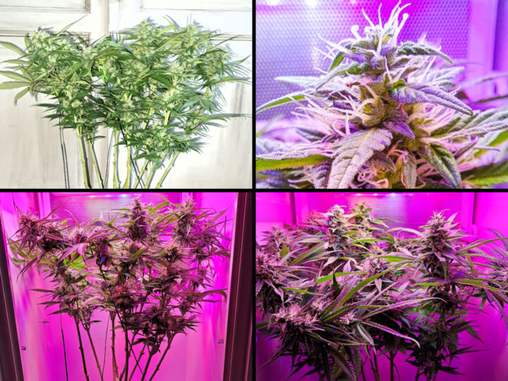 Dima kweekt Mohammed in de Minigrow One kweekkast (#3, slot) - CNNBS.nl