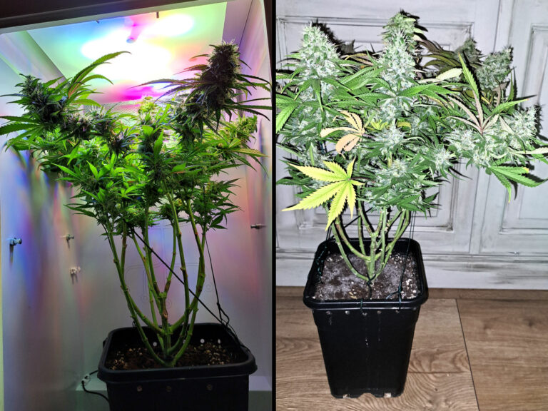 Dima kweekt Mohammed in de Minigrow One kweekkast (#3, slot) - CNNBS.nl