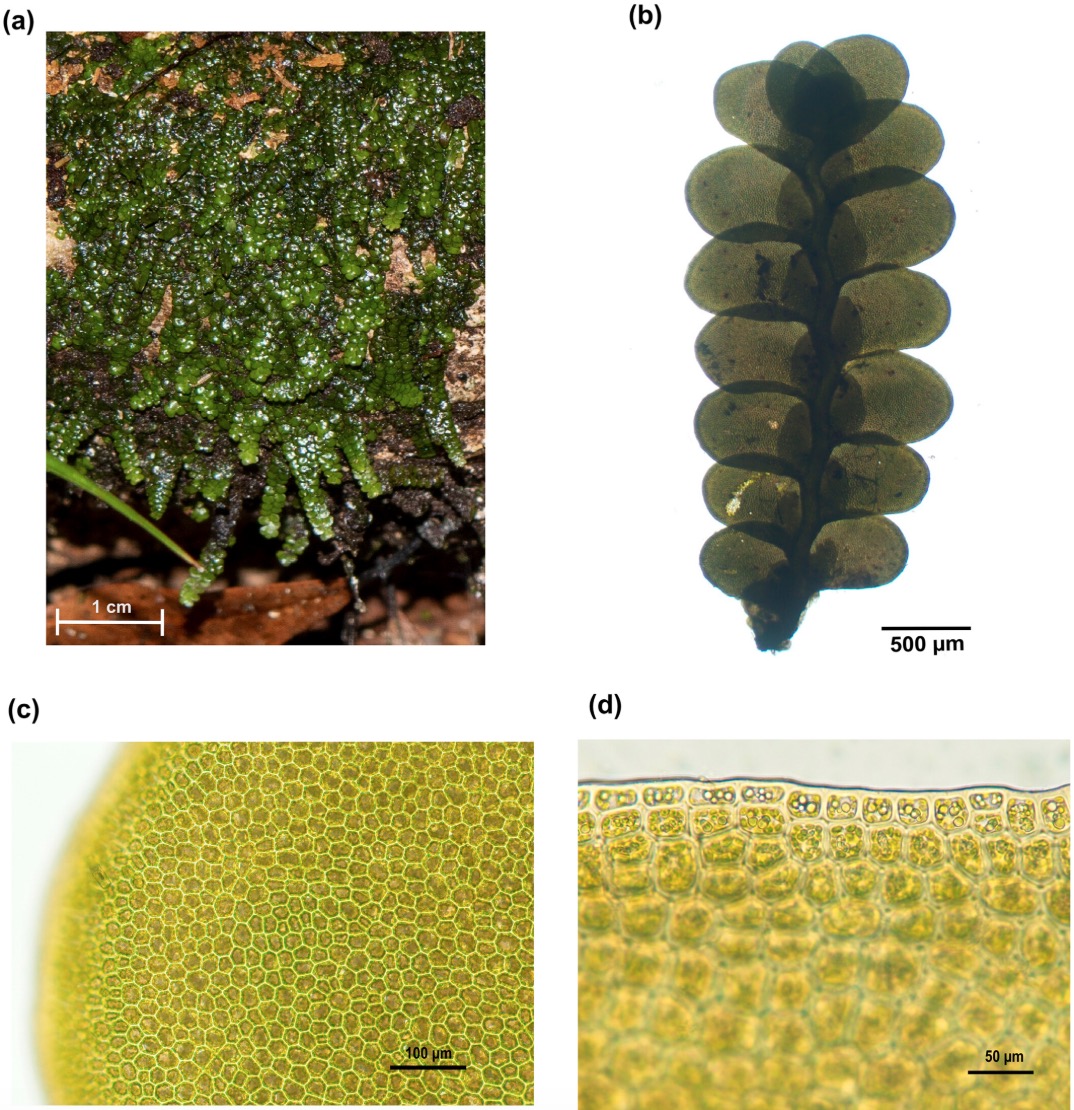 Nieuw-Zeelandse wetenschappers ontdekken cannabis-achtig plantje ...