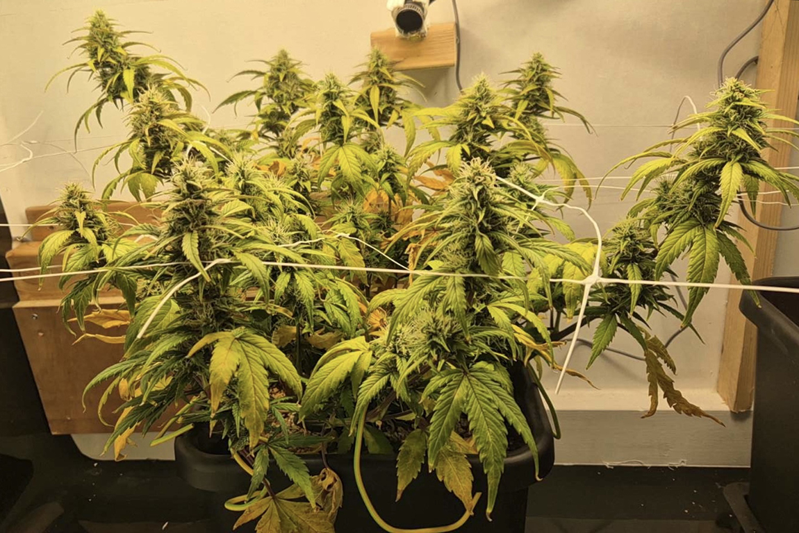 Help Muna, mijn wietplant wordt geel... - CNNBS.nl