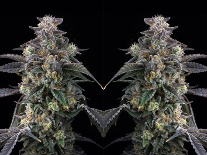 Je volgende wietsoort? Super Boof: Leafly strain of the year 2024 ...