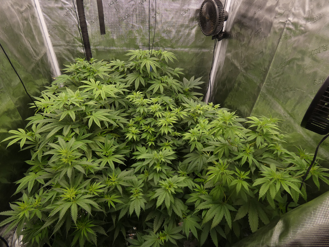 Gefjon kweekt Super Sativa Seeds (deel #6, ...op 12/12...) - CNNBS.nl