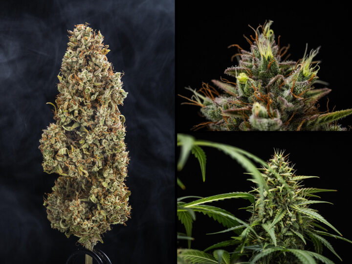 Purple Lemonade Auto, Royal Queen's beste strain van 2024 - CNNBS.nl