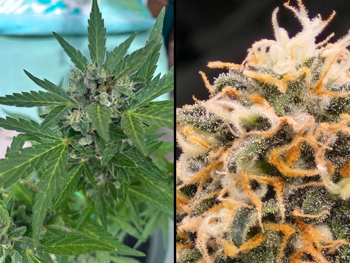 Lieve Muna, kunnen we onze autoflowers al oogsten? - CNNBS.nl