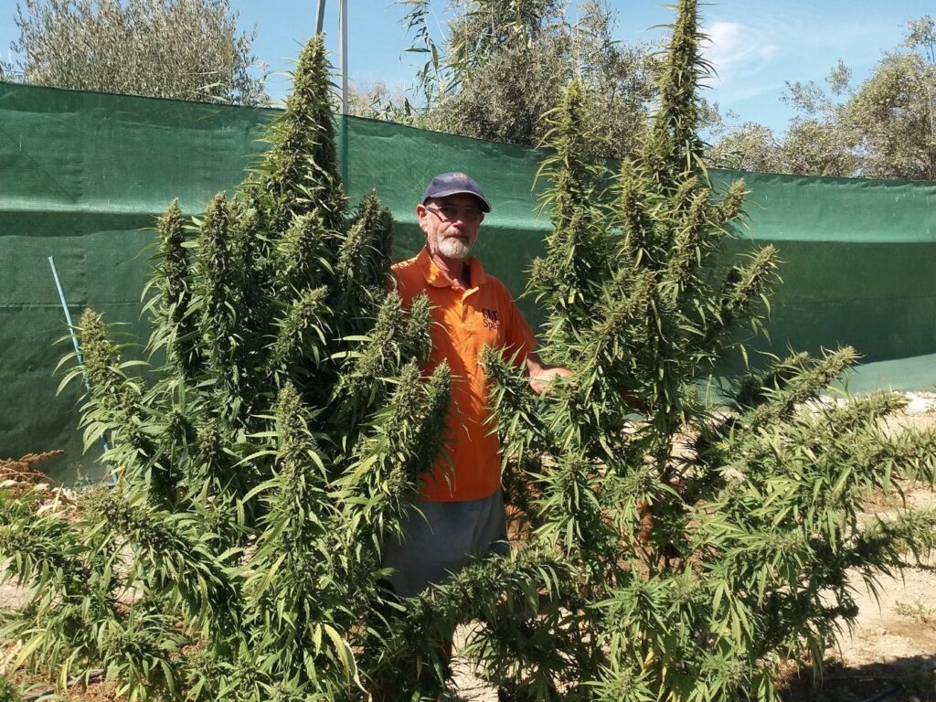 Peter Vermeul: 'Mijn succesvolle strijd tegen huidkanker met cannabis ...