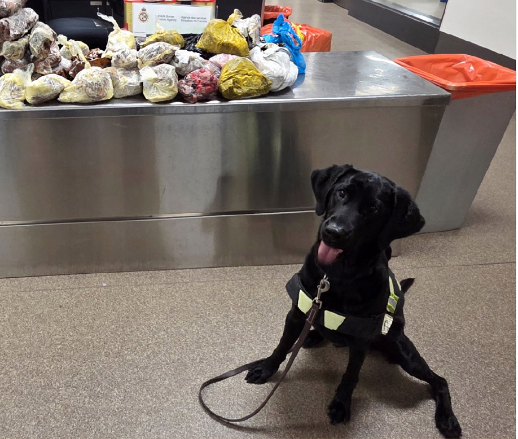 Kijk, ook in Canada worden ze gek van al die wiet voor Europa! - CNNBS.nl