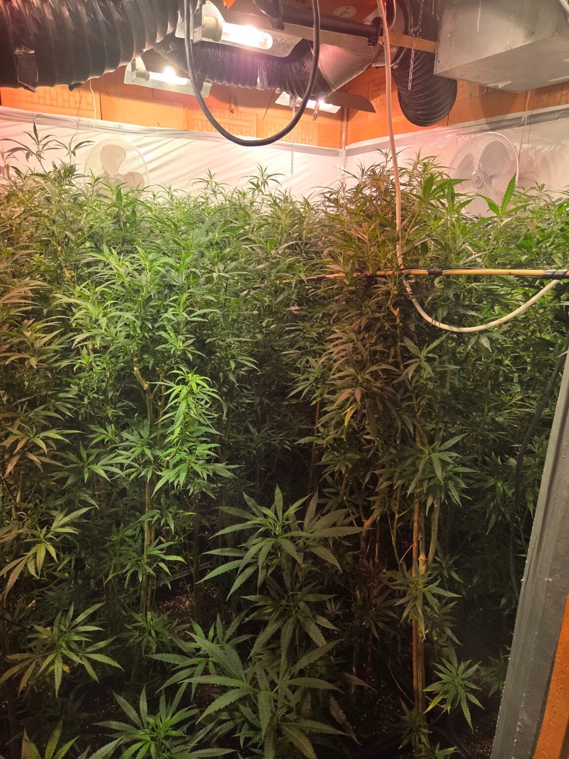 Cannabis foto’s • 6 actuele beelden uit de oorlog tegen wiet (#77 ...