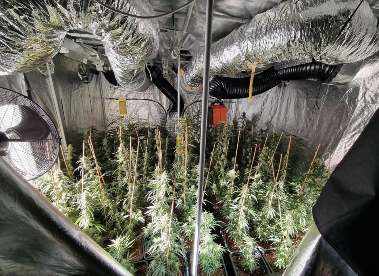 Cannabis foto’s • 5 actuele beelden uit de oorlog tegen wiet (#74 ...