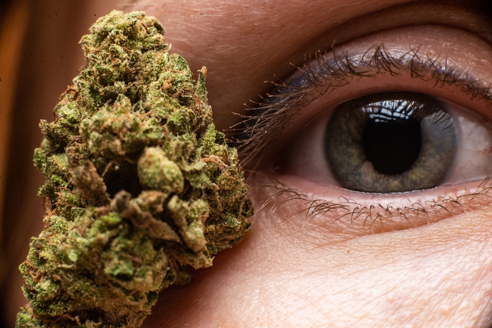 Studie • Zo loop je weinig risico op 'problematisch cannabisgebruik ...
