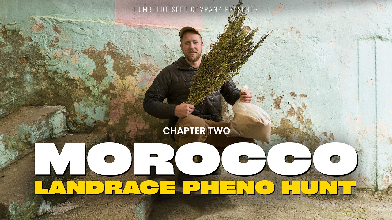 Check deze fantastische 2-delige docu 'Marokko landras pheno hunt ...